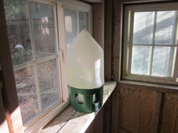 Caring for Your Seraphim Pigeons | The Seraphim Club International