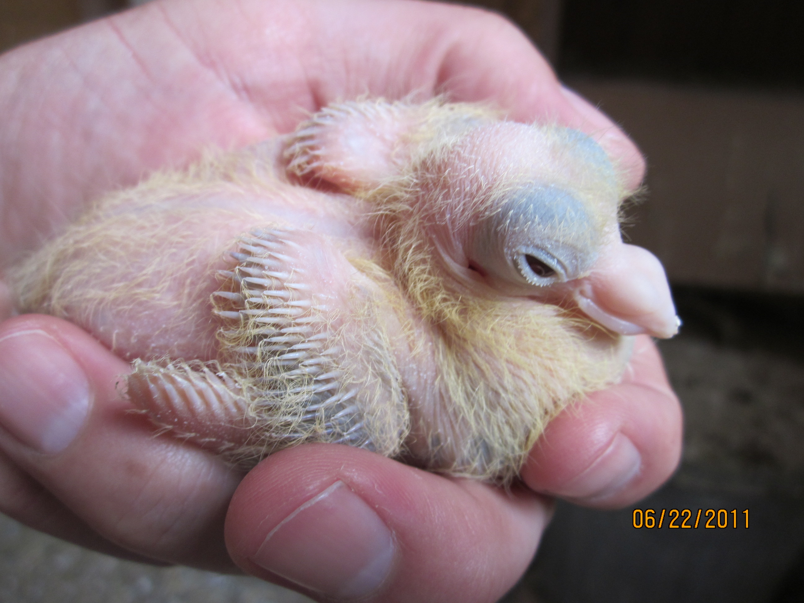 Seraphim pigeon genetics | The Seraphim Club International