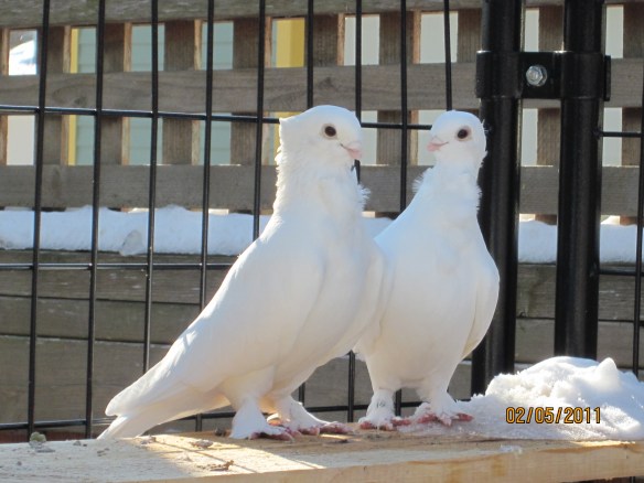 Photographs | The Seraphim Club International