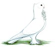Seraphim pigeon genetics | The Seraphim Club International